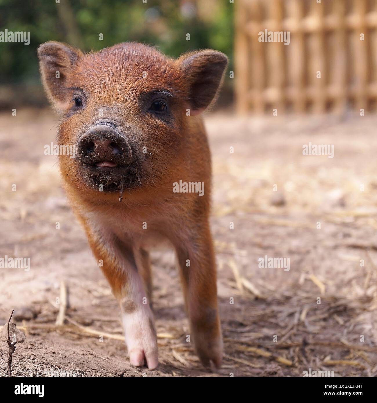 Cute pig. concept of biological animal health, friendship, love of ...
