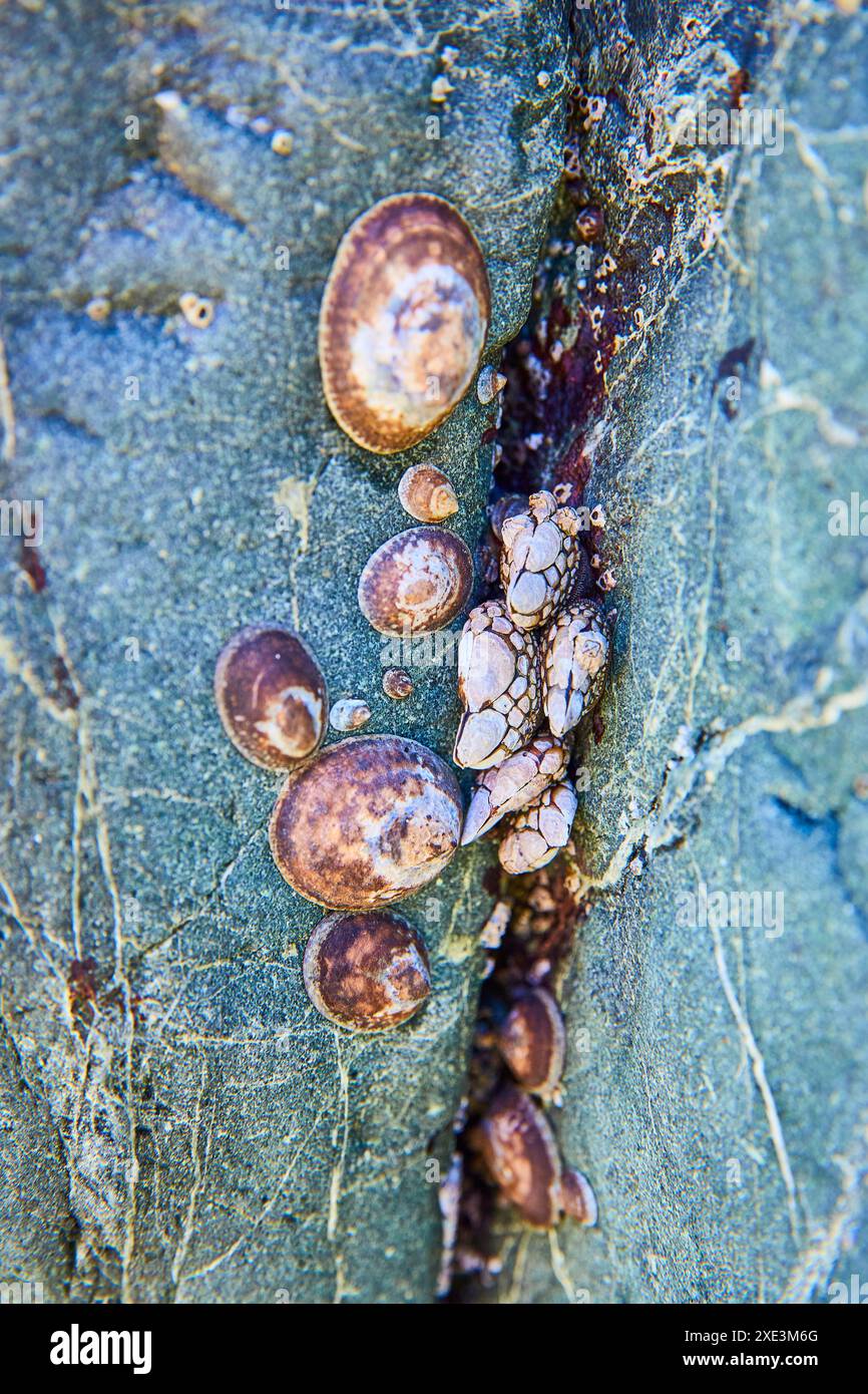 Barnacles and Limpets on Textured Rock Close-Up Stock Photo - Alamy