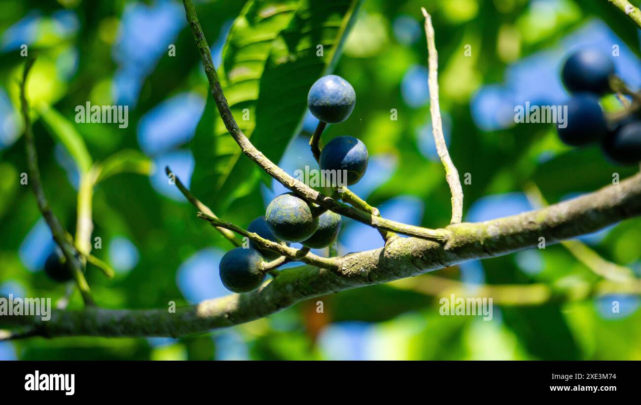 Elaeocarpus ganitrus (Jenitri, Ganitri, ganiter atau ganitris ...