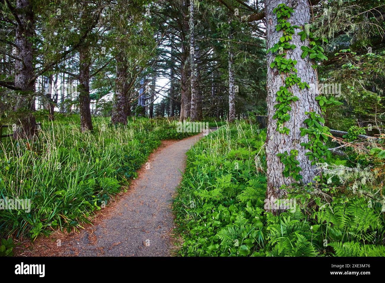 Serene Forest Pathway with Creeping Vines - Eye Level Perspective Stock ...