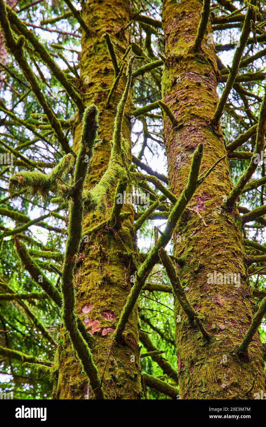 Moss-Covered Trees in Lush Rainforest Ground-Up Perspective Stock Photo ...