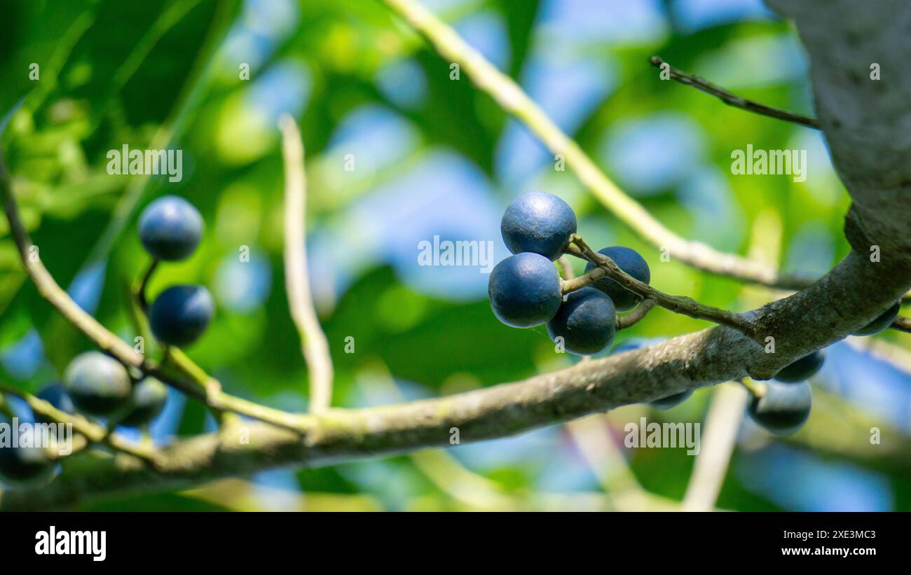 Elaeocarpus ganitrus (Jenitri, Ganitri, ganiter atau ganitris ...