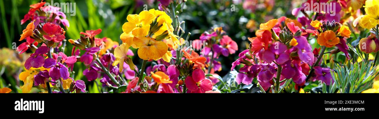 Erysimum aka Wallflower flowers outdoors. Pretty mauve flowers of ...