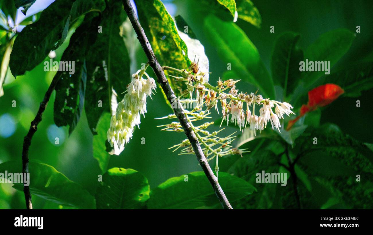 Elaeocarpus ganitrus (Jenitri, Ganitri, ganiter atau ganitris ...