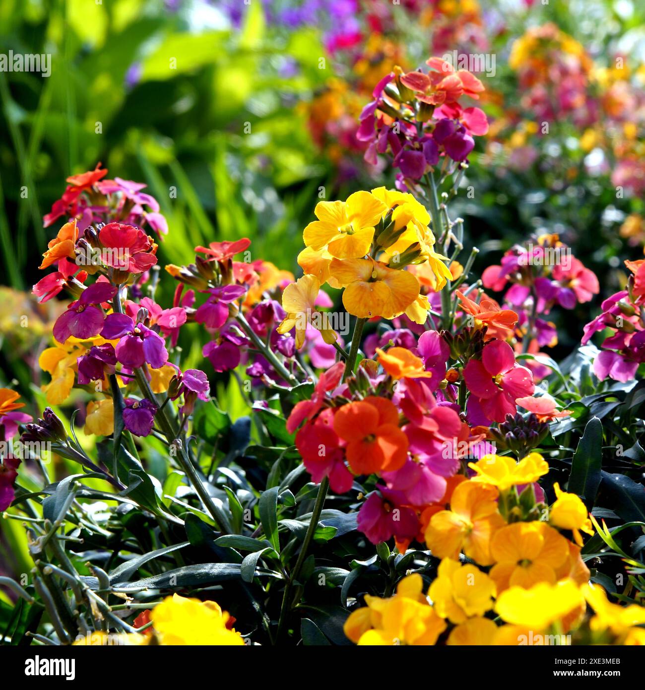 Erysimum aka Wallflower flowers outdoors. Pretty mauve flowers of ...