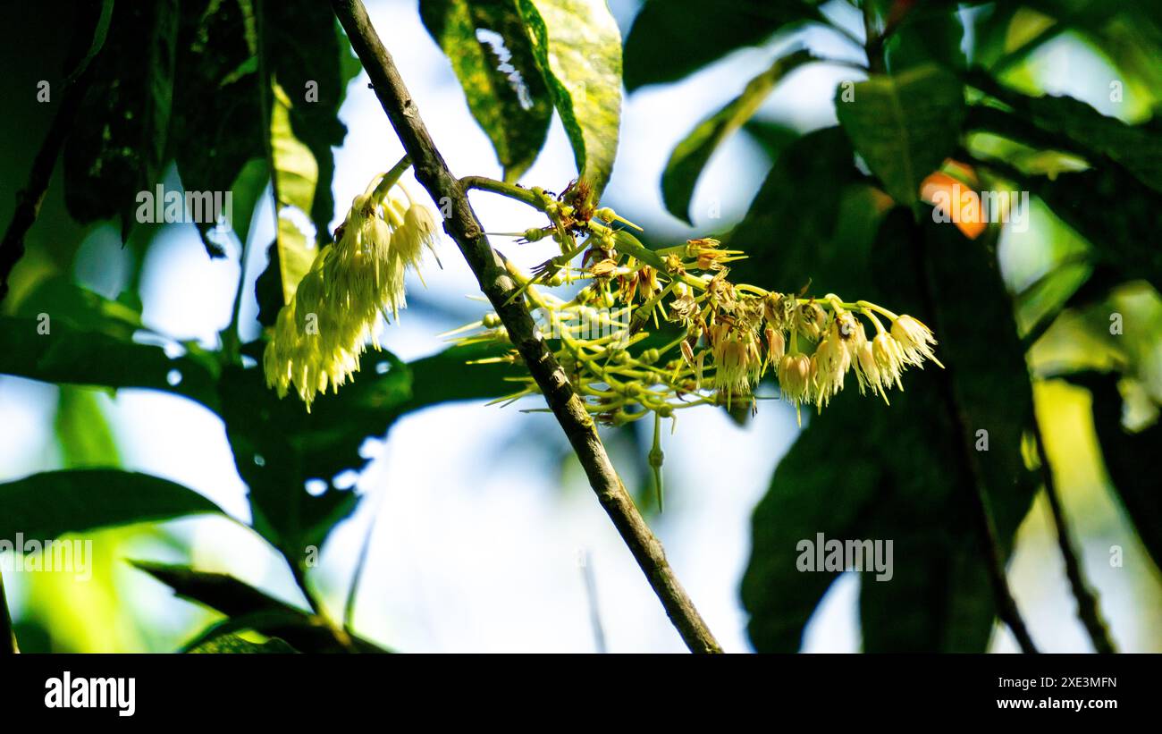 Elaeocarpus ganitrus (Jenitri, Ganitri, ganiter atau ganitris ...