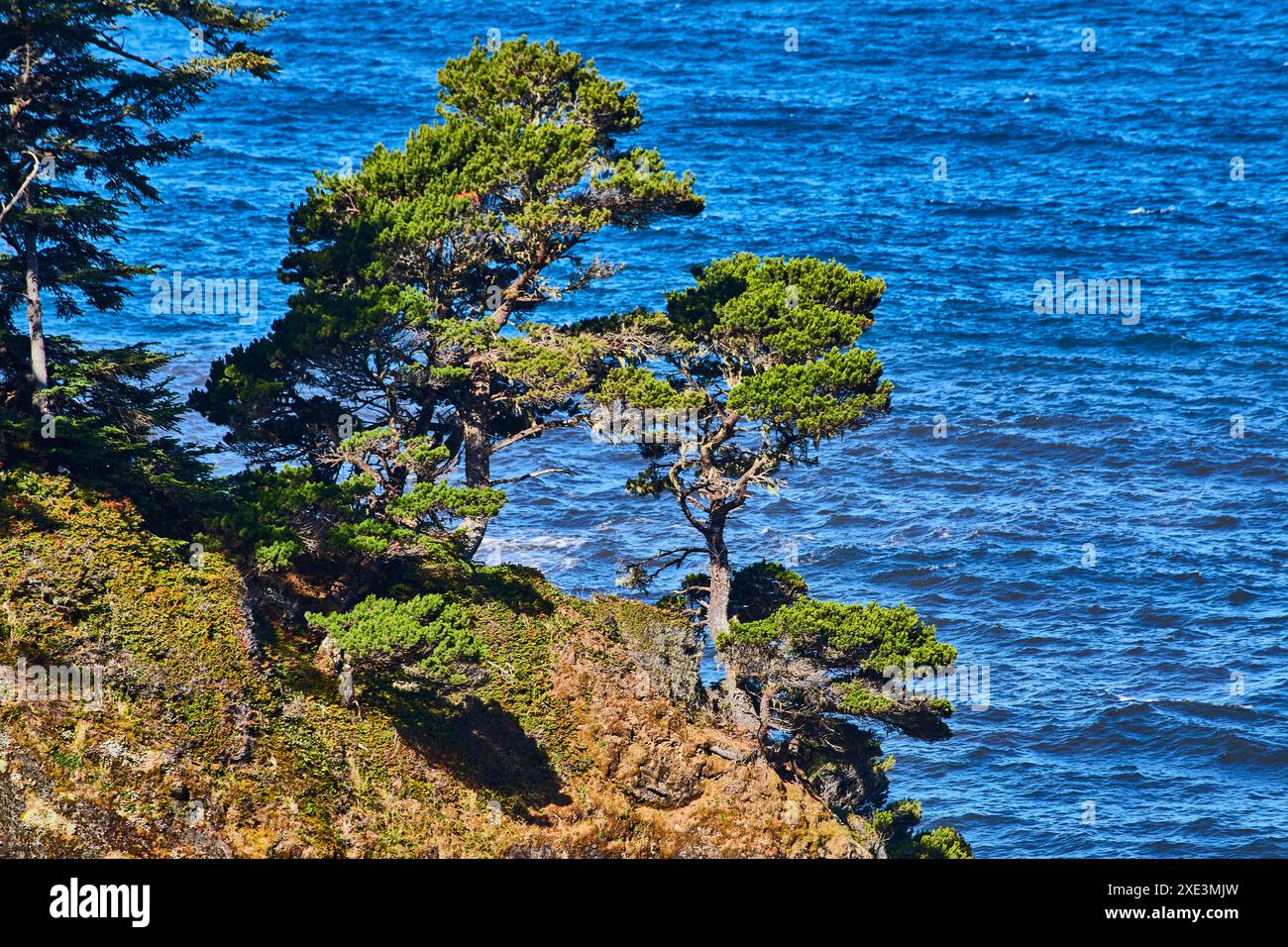 Wind-Shaped Pine Trees on Cliff Edge Overlooking Ocean - Aerial ...