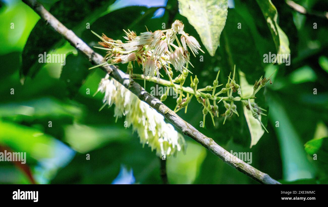 Elaeocarpus ganitrus (Jenitri, Ganitri, ganiter atau ganitris ...