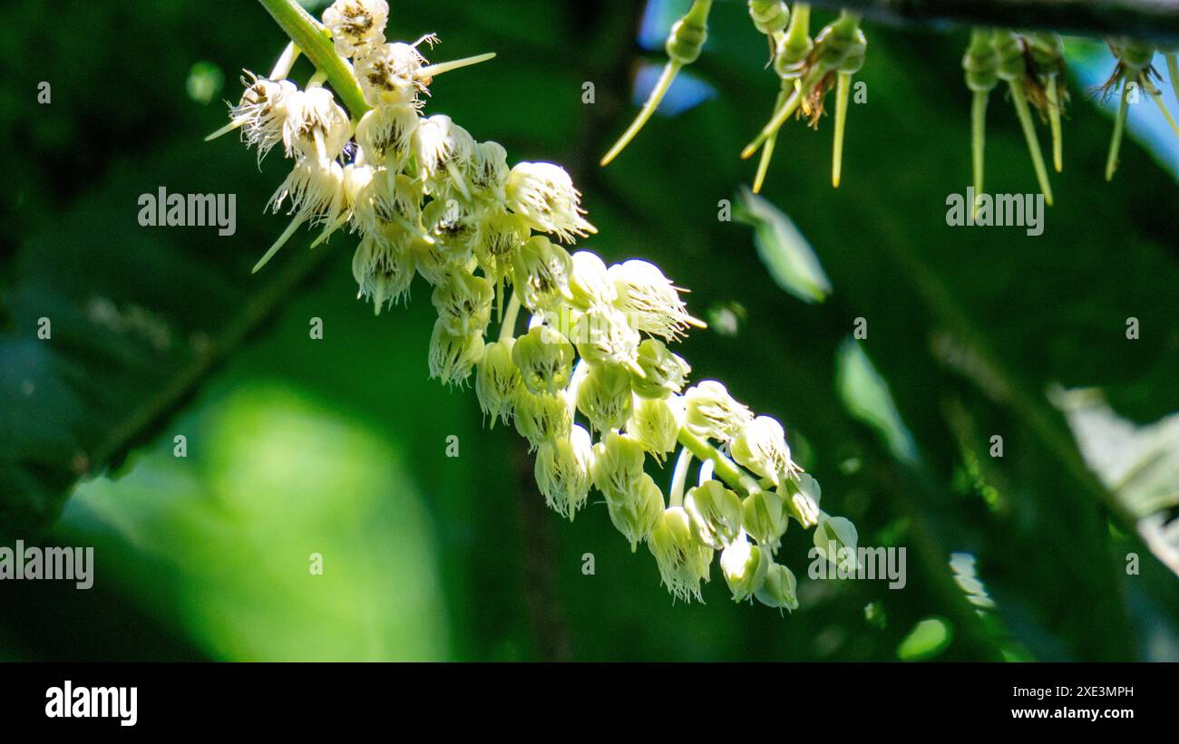 Elaeocarpus ganitrus (Jenitri, Ganitri, ganiter atau ganitris ...