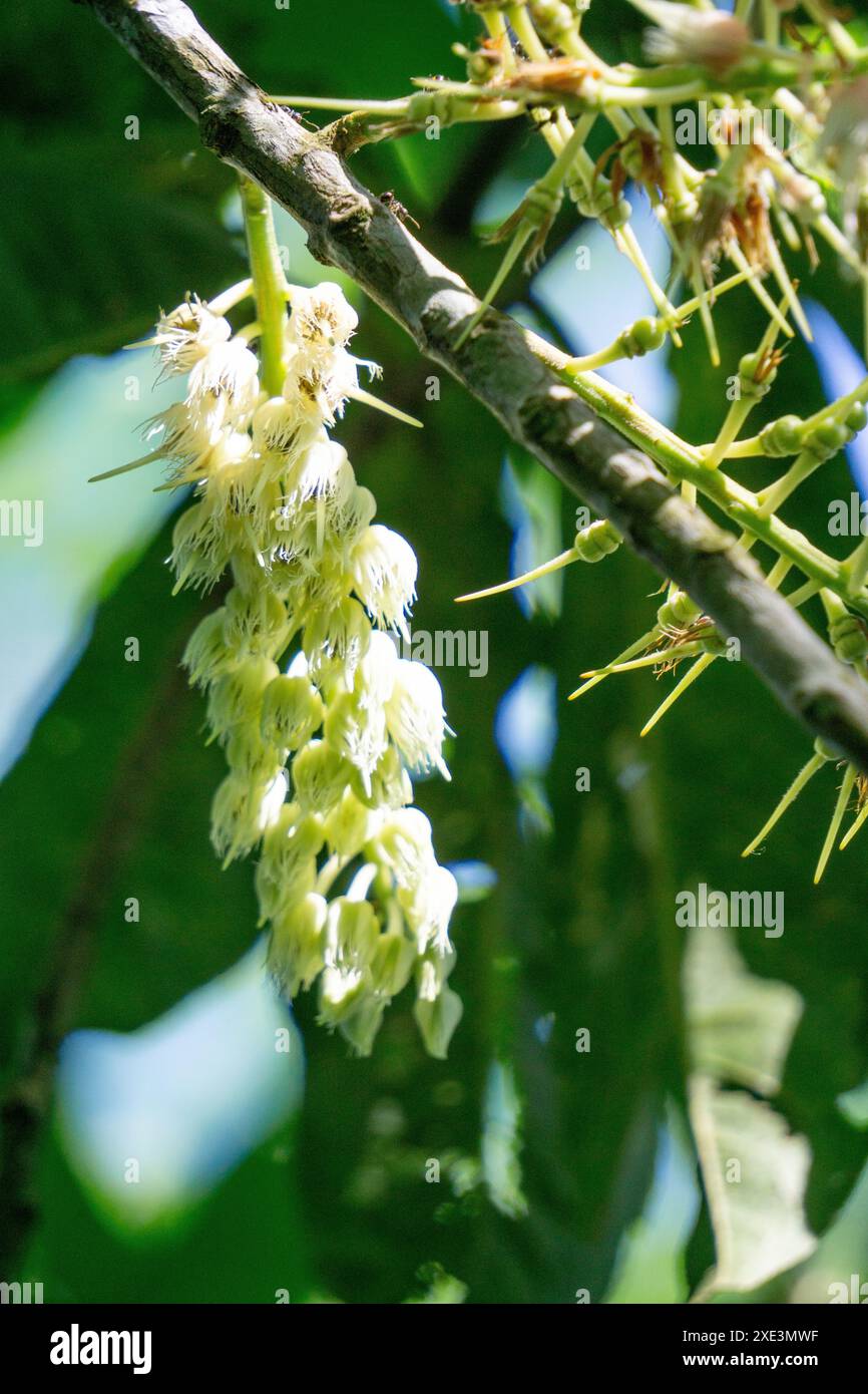 Elaeocarpus ganitrus (Jenitri, Ganitri, ganiter atau ganitris ...