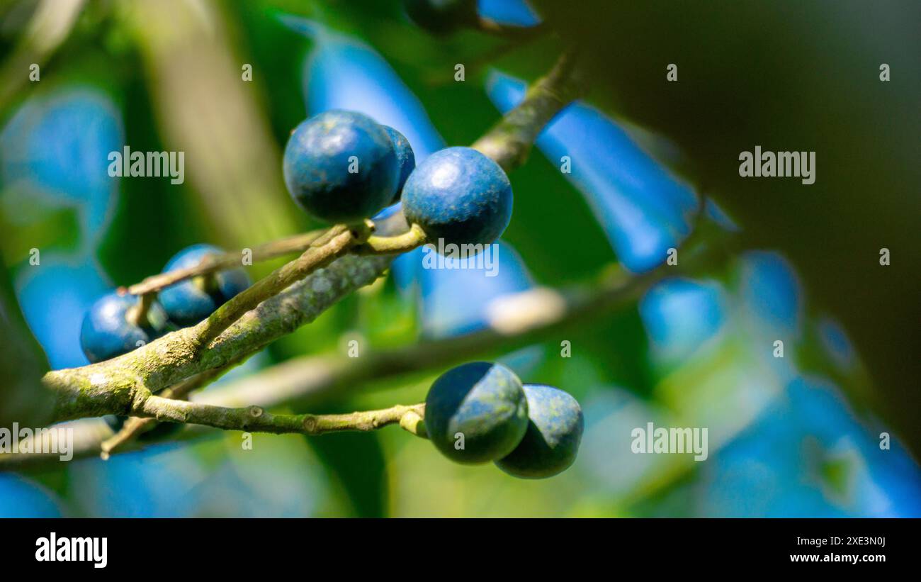 Elaeocarpus ganitrus (Jenitri, Ganitri, ganiter atau ganitris ...
