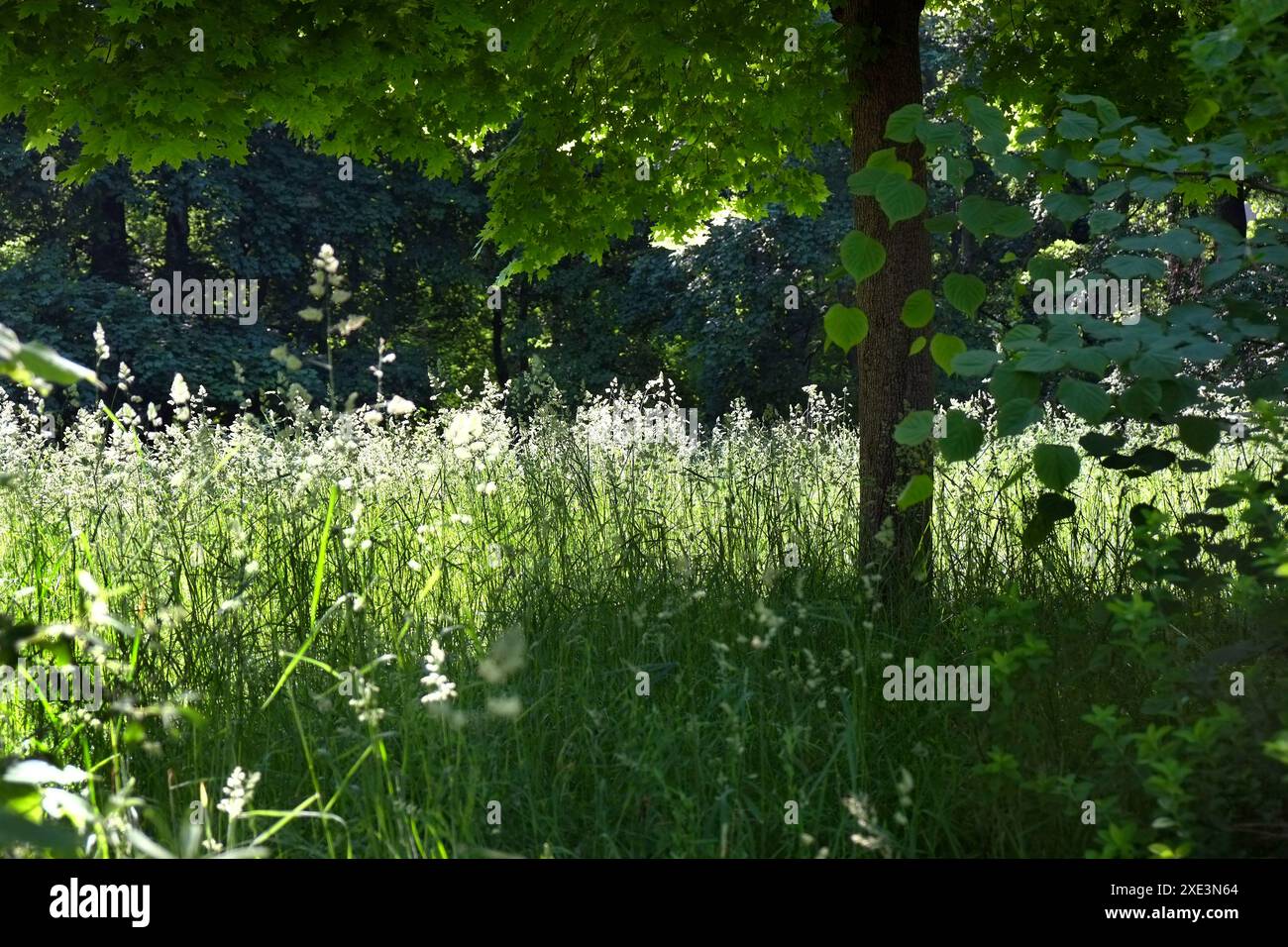 Tree edge meadow in hi-res stock photography and images - Alamy