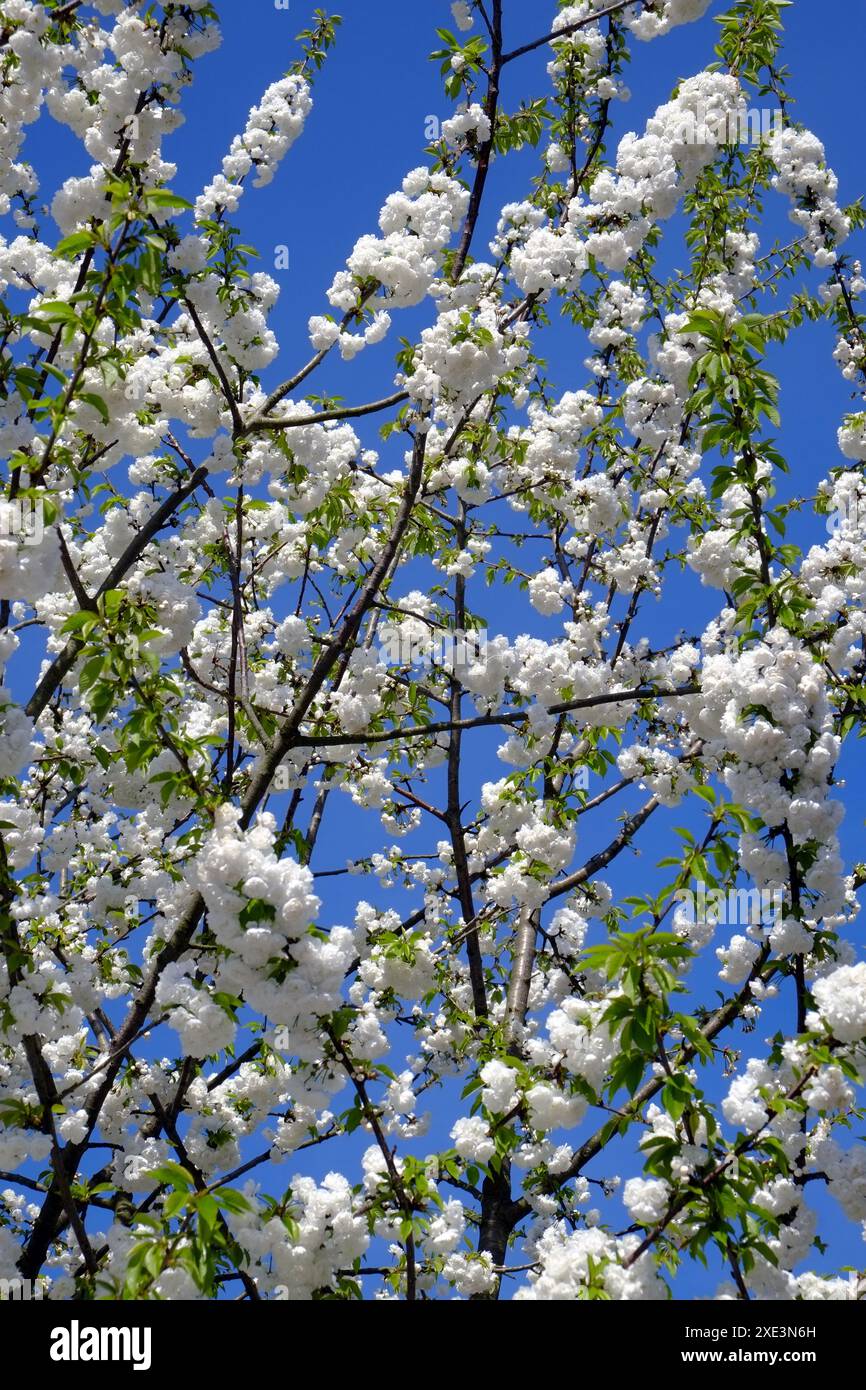 Flowering cherry tree Stock Photo - Alamy