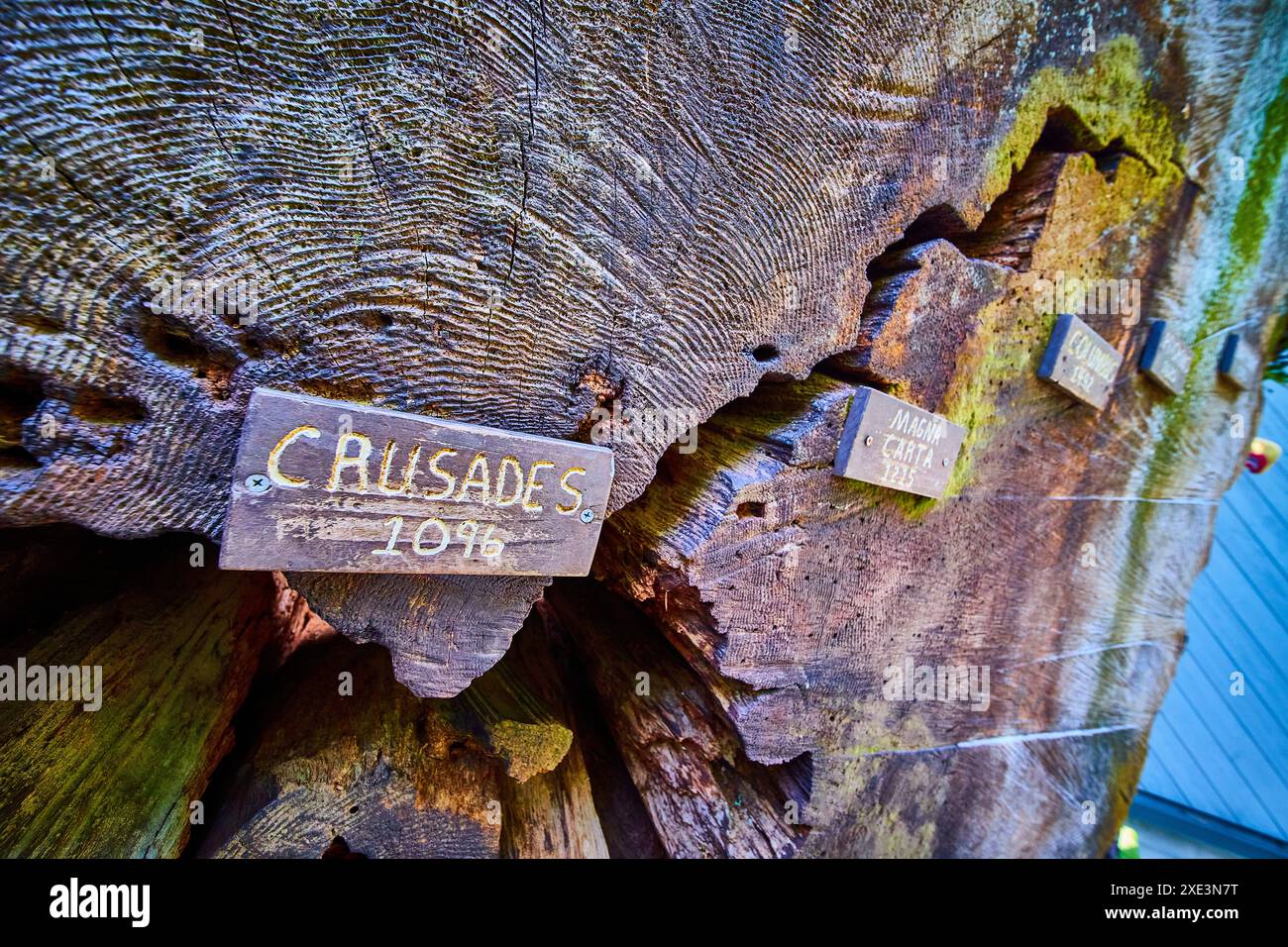 Ancient Redwood Tree Rings and Historical Plaques Close-Up Stock Photo ...