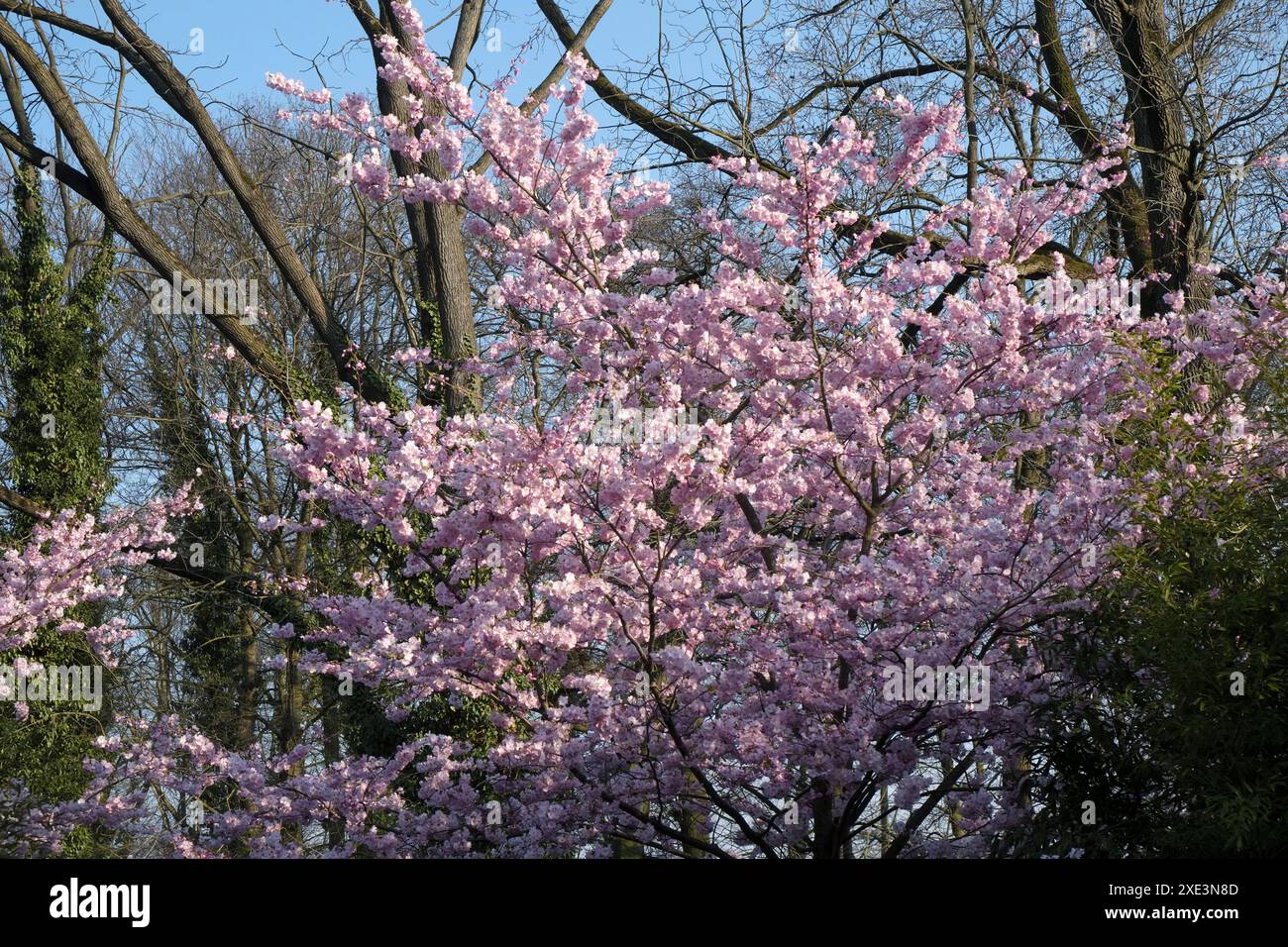 Flowering cherry tree Stock Photo - Alamy