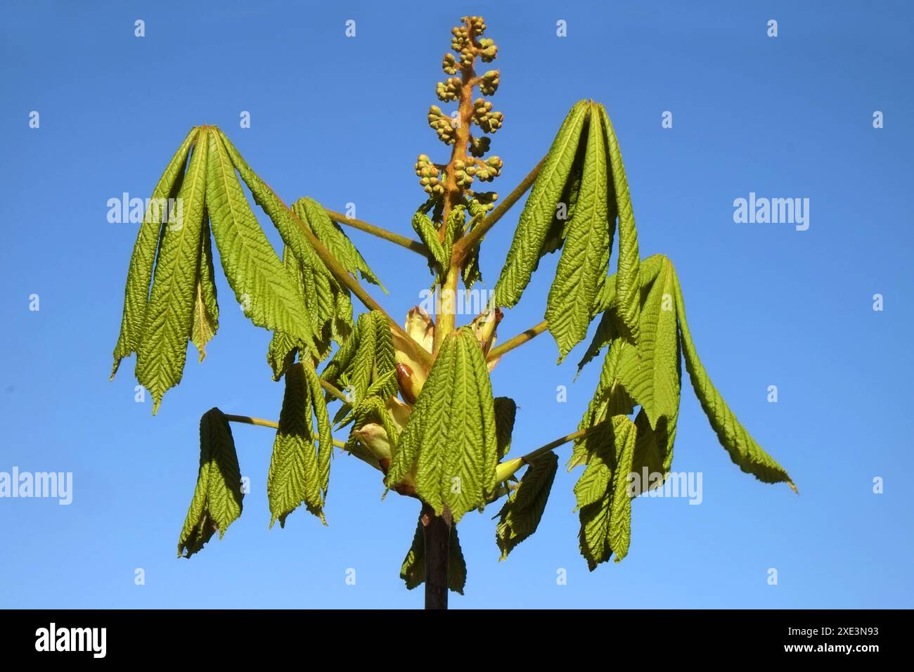 Chestnut, horse chestnut Stock Photo - Alamy