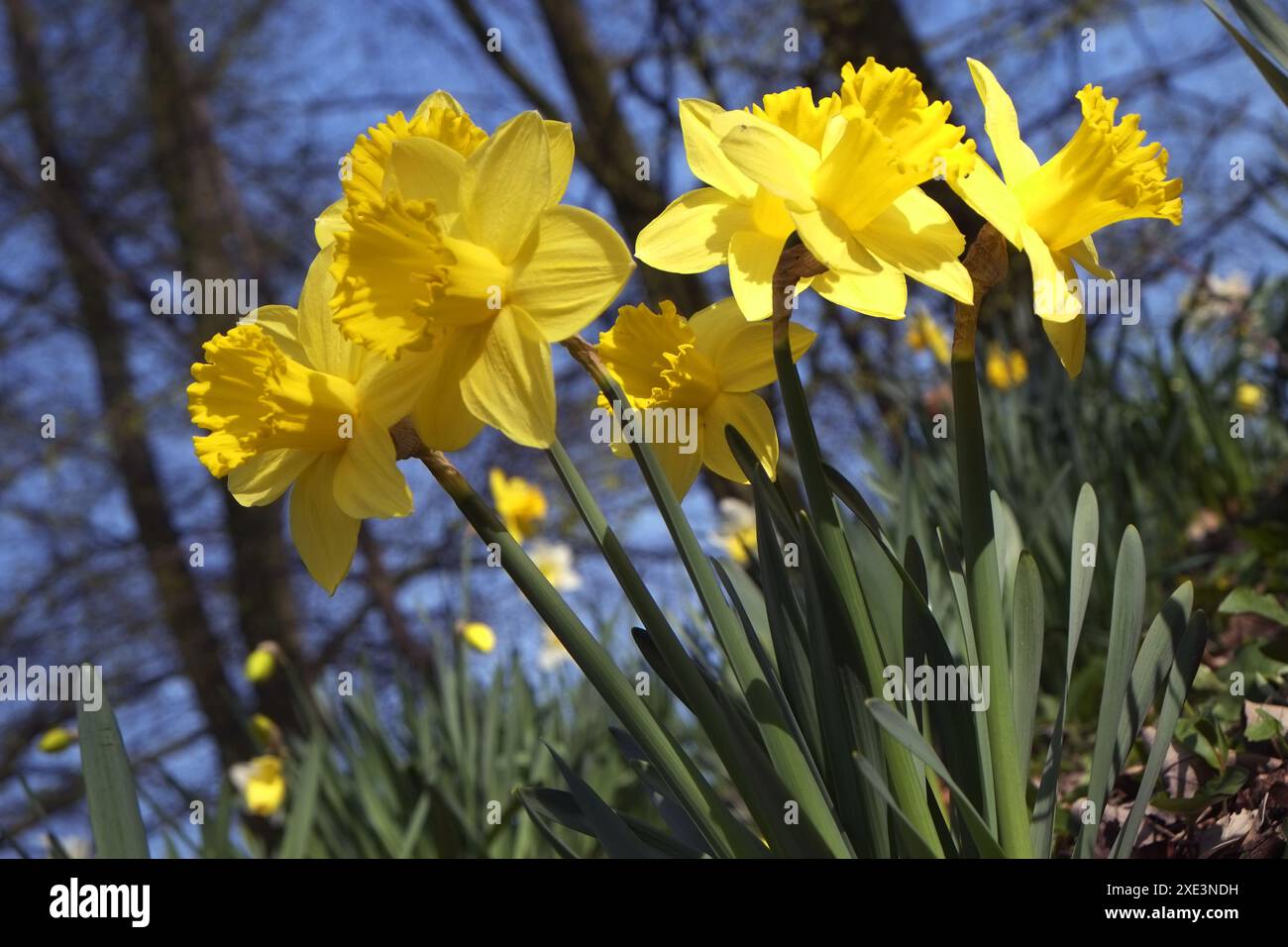Daffodils daffodils hi-res stock photography and images - Alamy