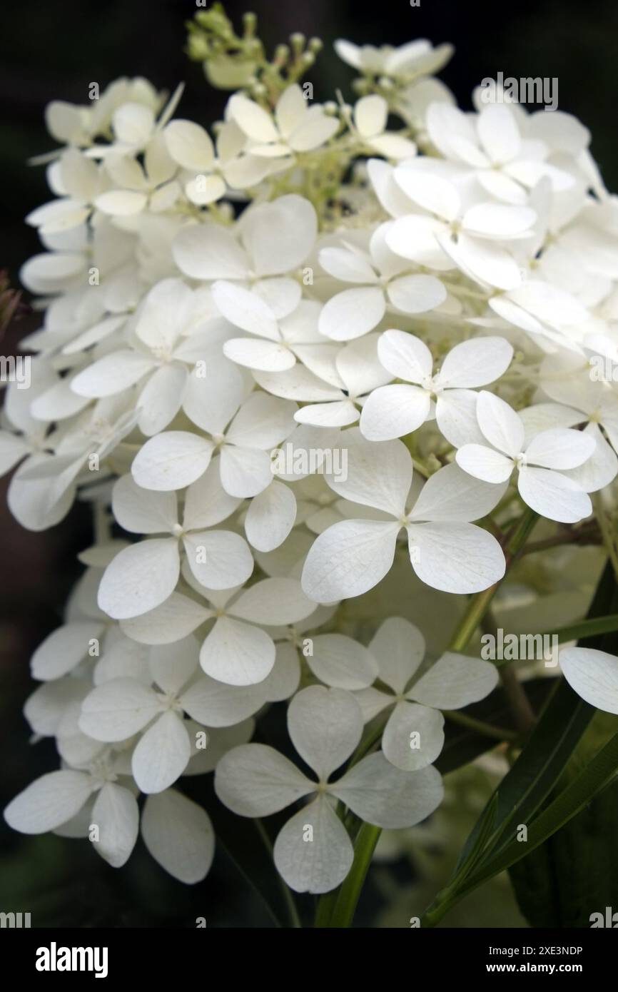 Blooming white hydrangea hi-res stock photography and images - Alamy