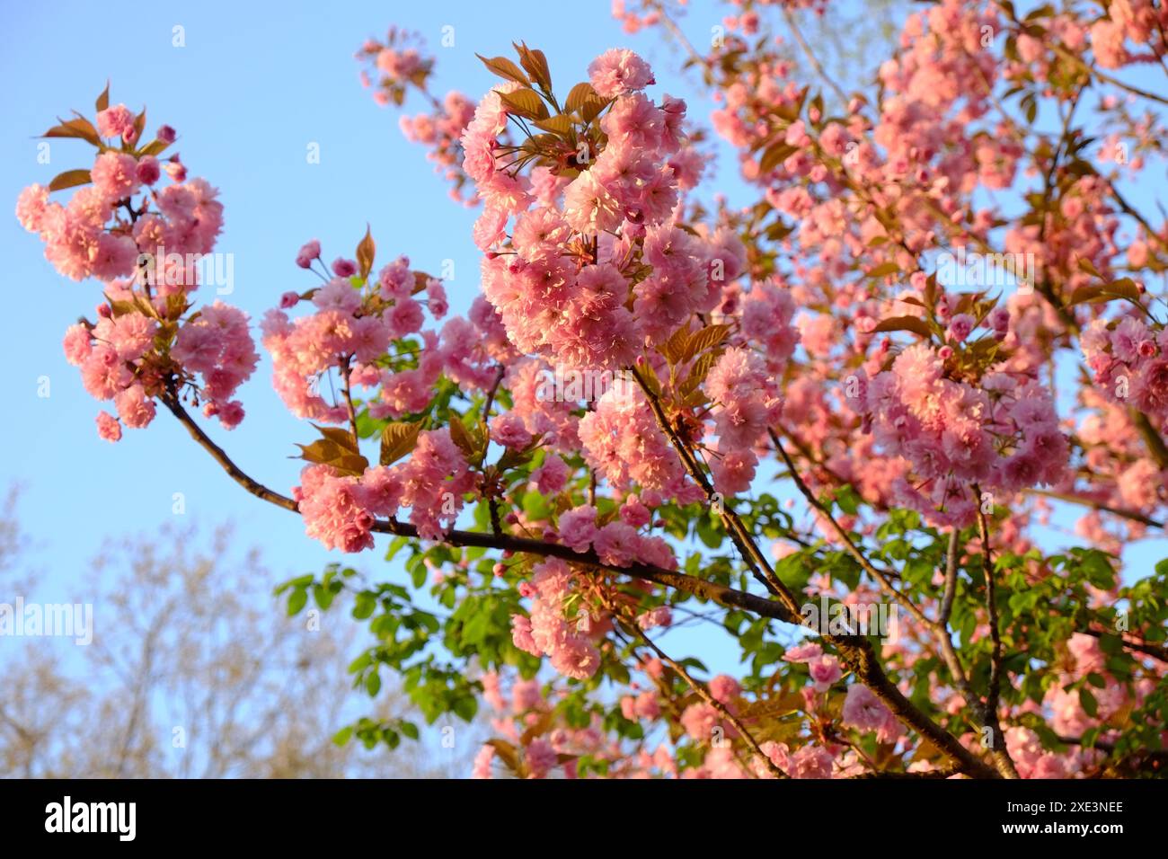 Japanese flowering cherry Stock Photo - Alamy