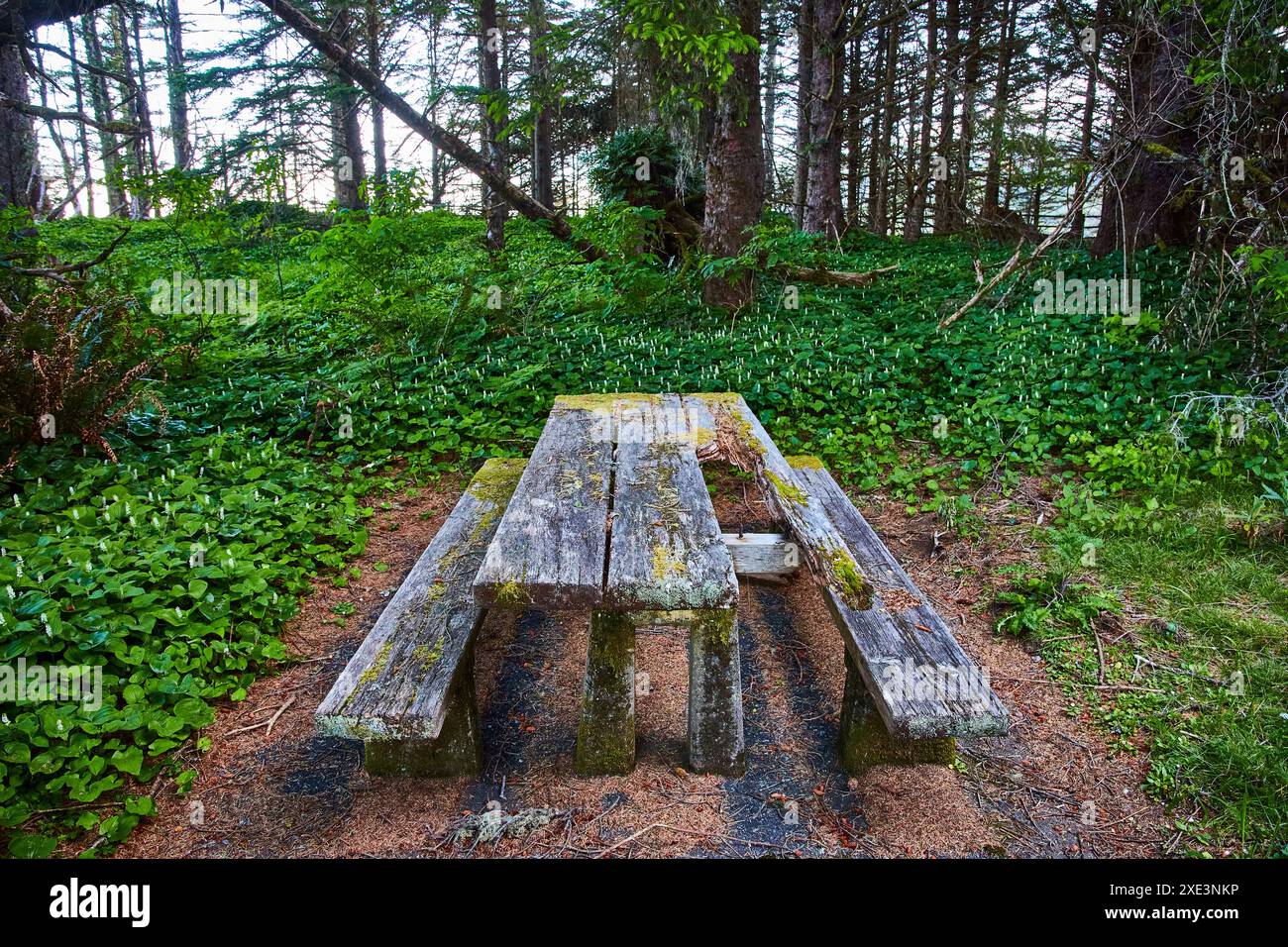 Weathered Wooden Picnic Table in Lush Forest at Eye Level Stock Photo ...