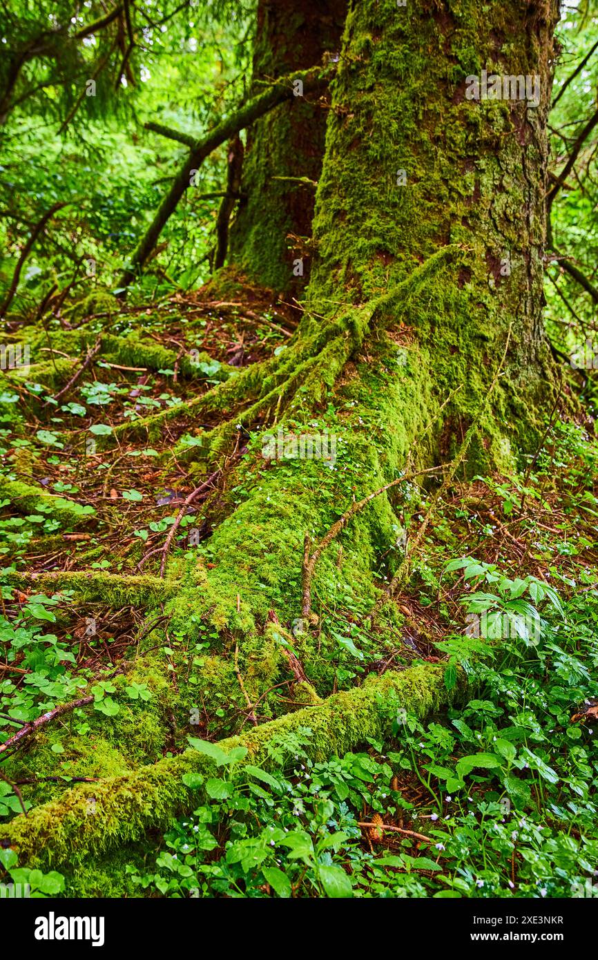 Moss-Covered Tree Trunk and Roots in Lush Forest Tilted Angle Stock ...