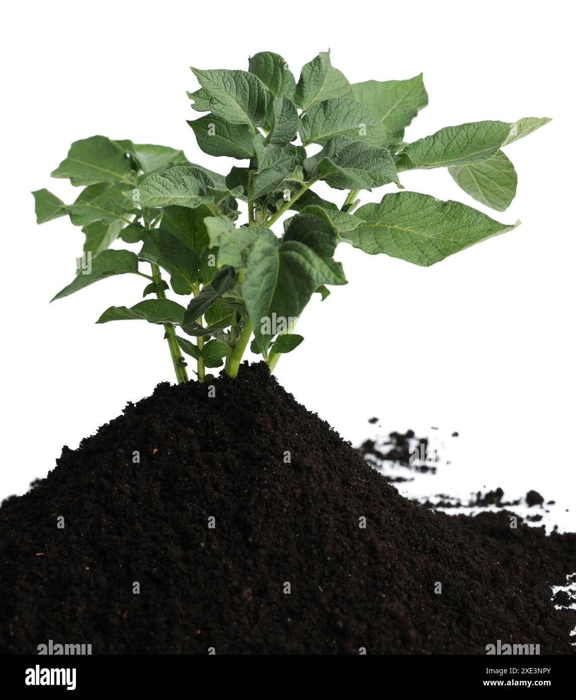 Green potato seedling and soil isolated on white Stock Photo - Alamy