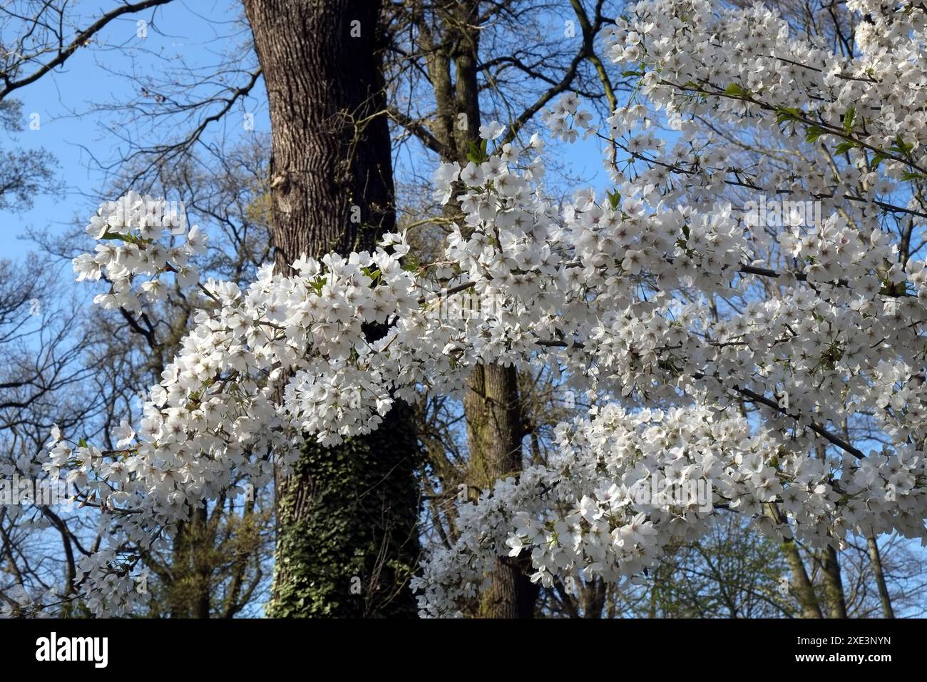 Cherry blossom tree branches hi-res stock photography and images - Alamy