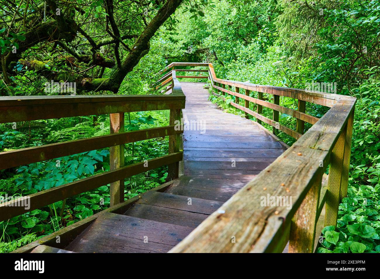 Lush Forest Pathway with Wooden Walkway Eye-Level Perspective Stock ...