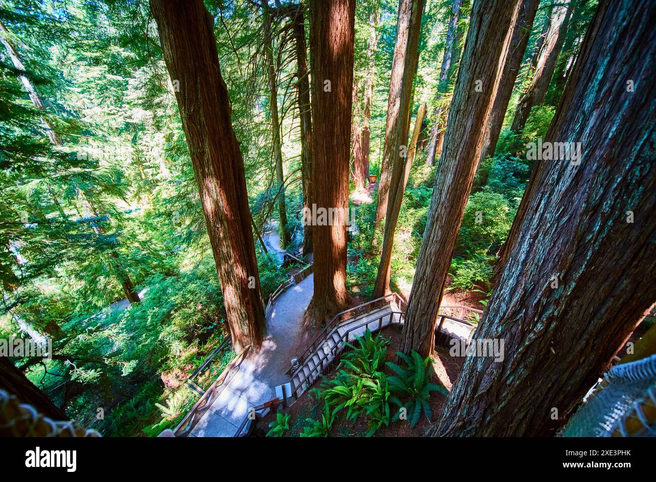 Redwood Forest Pathway with Sunlit Canopy Aerial View Stock Photo - Alamy