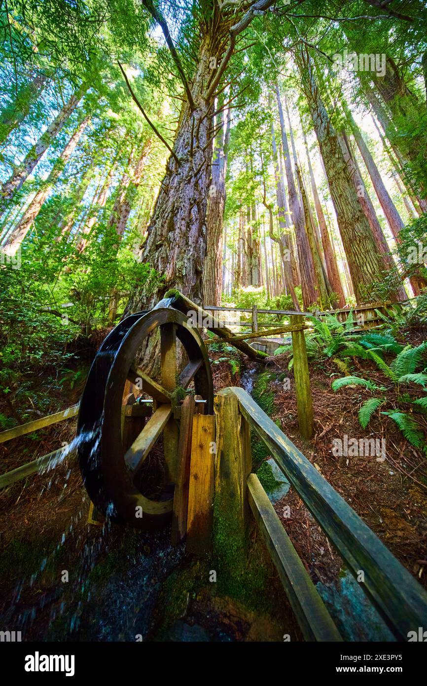 Redwood Forest with Moss-Covered Waterwheel Low Angle View Stock Photo ...