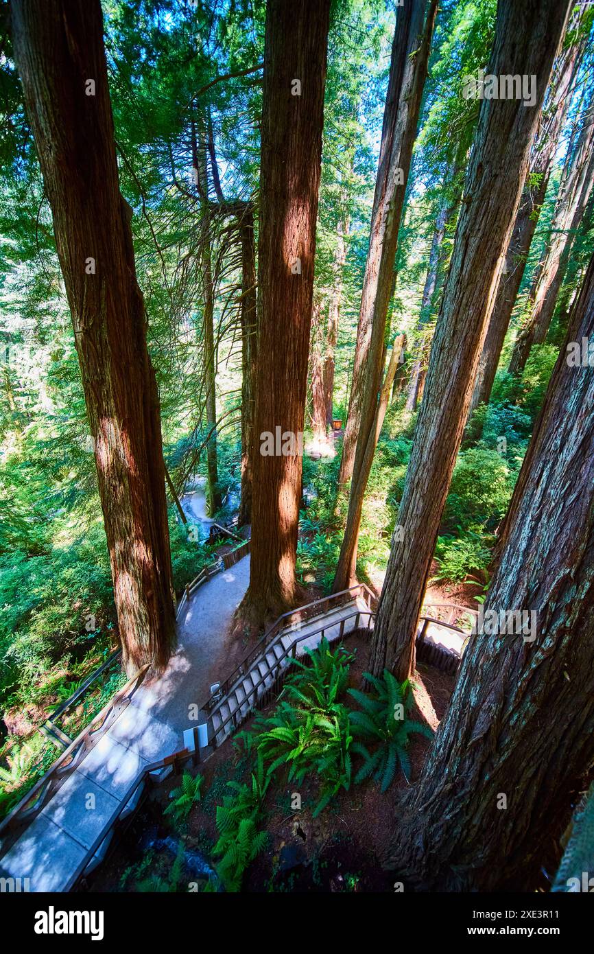 Aerial View of Redwood Forest Pathway in California Stock Photo - Alamy