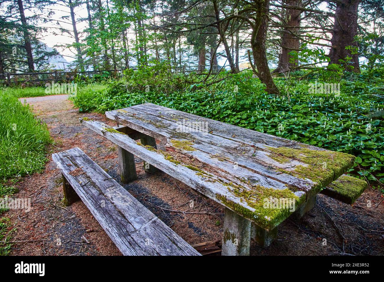 Moss-Covered Picnic Table in Lush Forested Park Eye-Level View Stock ...