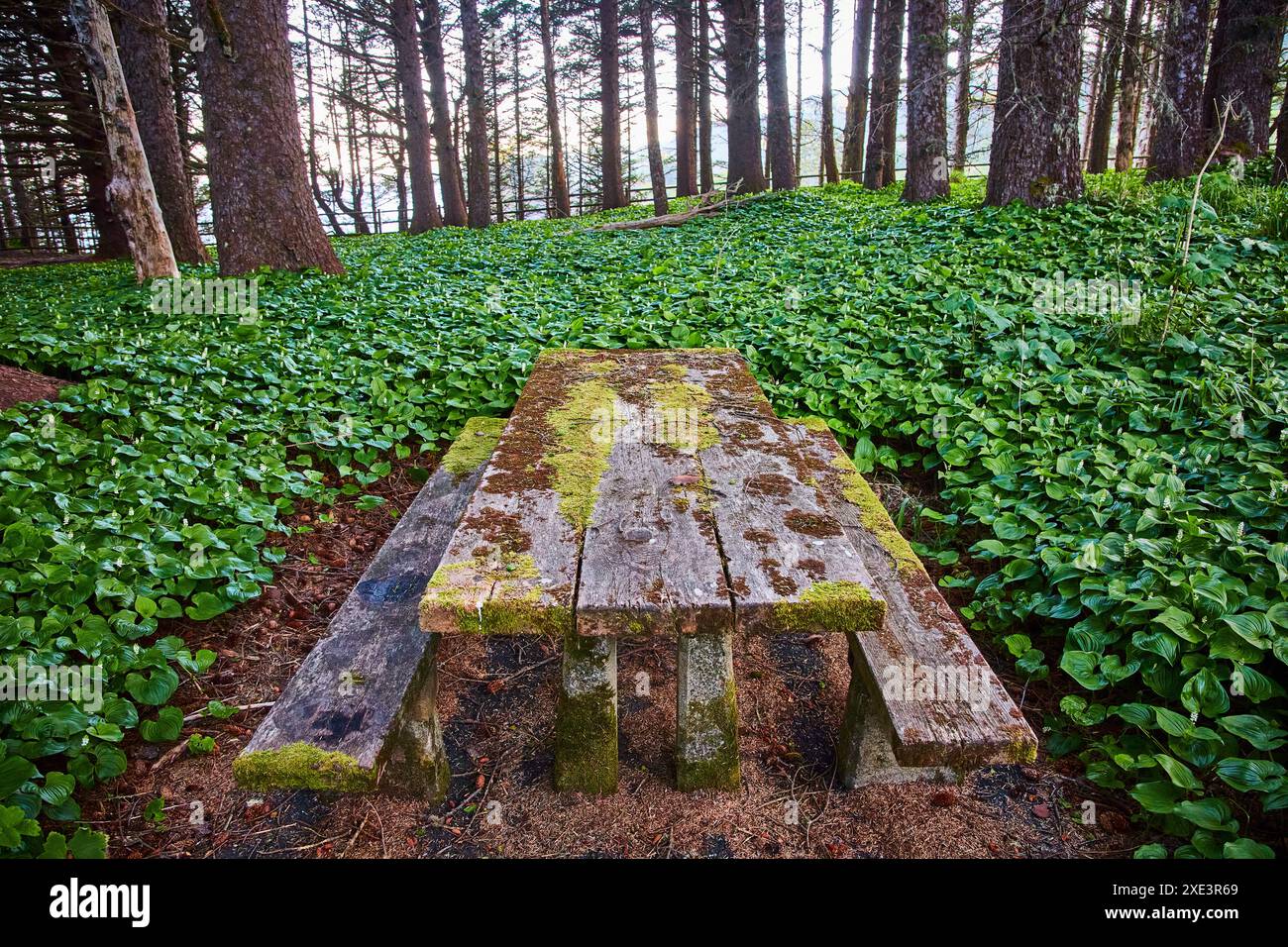 Moss-Covered Bench in Lush Forest Low Eye-Level Perspective Stock Photo ...