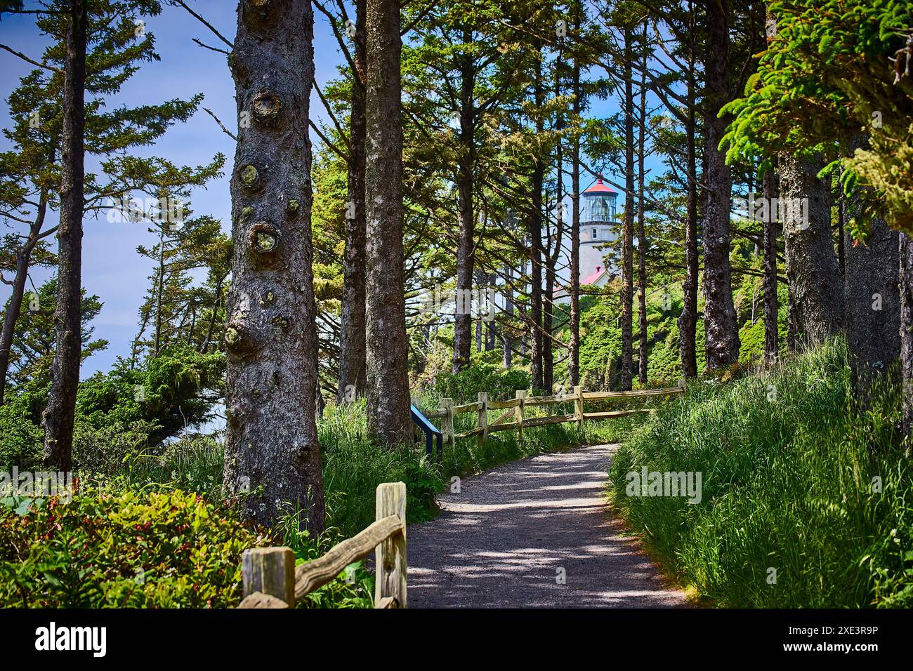 Lush Forest Path to Heceta Head Lighthouse, Eye-Level Perspective Stock ...