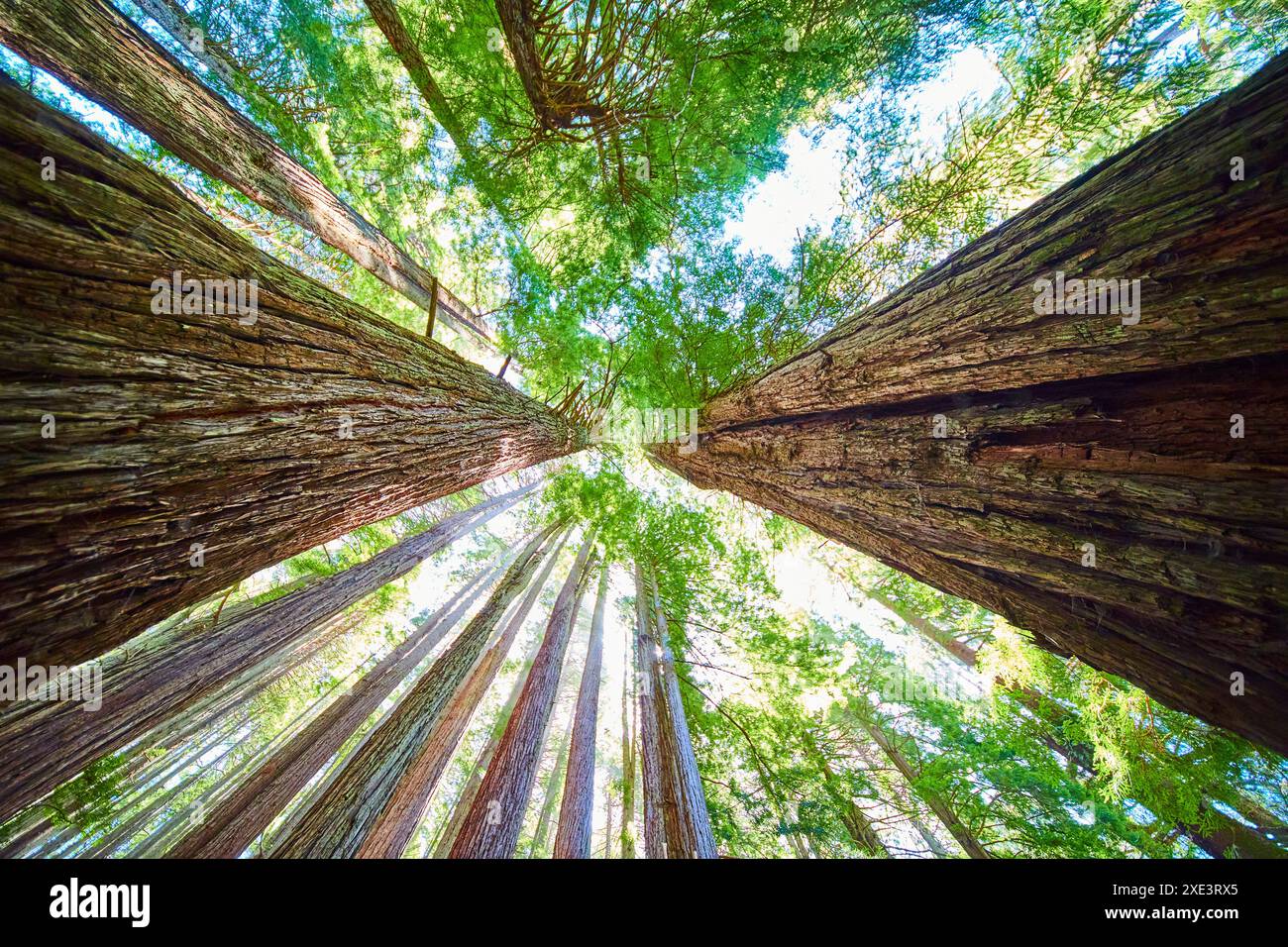 Towering Redwood Trees Canopy Upward Perspective Stock Photo - Alamy