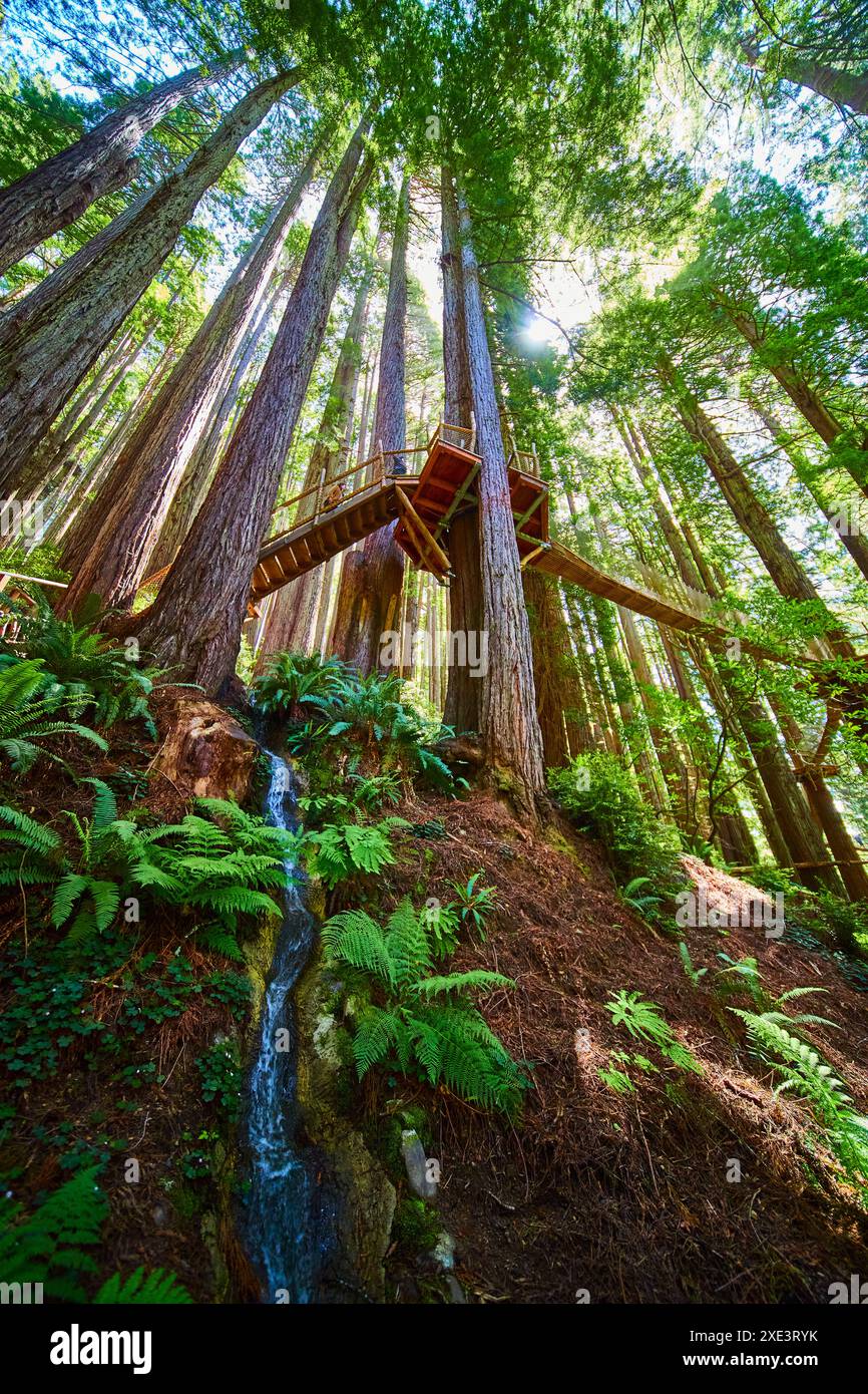 Canopy forest low angle moss hi-res stock photography and images - Alamy