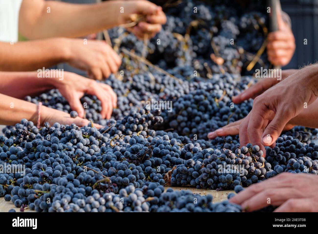 Mesa de seleccion de uvas Merlot Stock Photo - Alamy