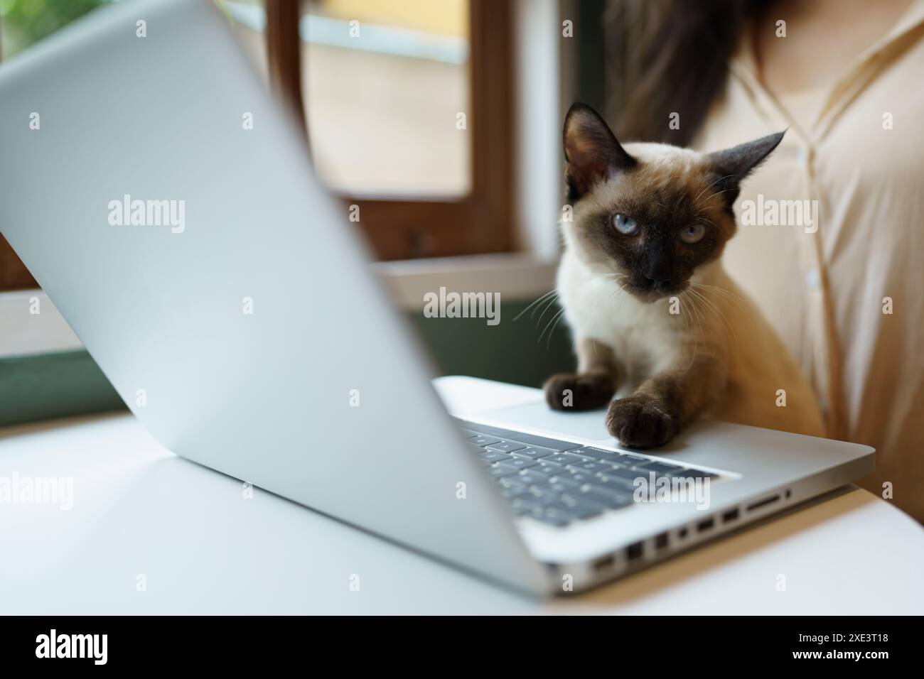 Animals cat acting like a human. Cat working at Laptop computer Stock ...