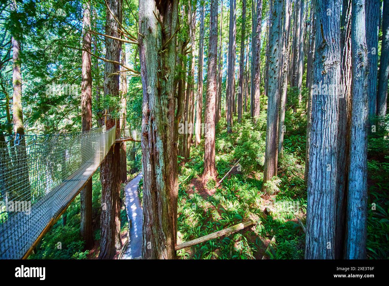 California redwood forest aerial hi-res stock photography and images ...