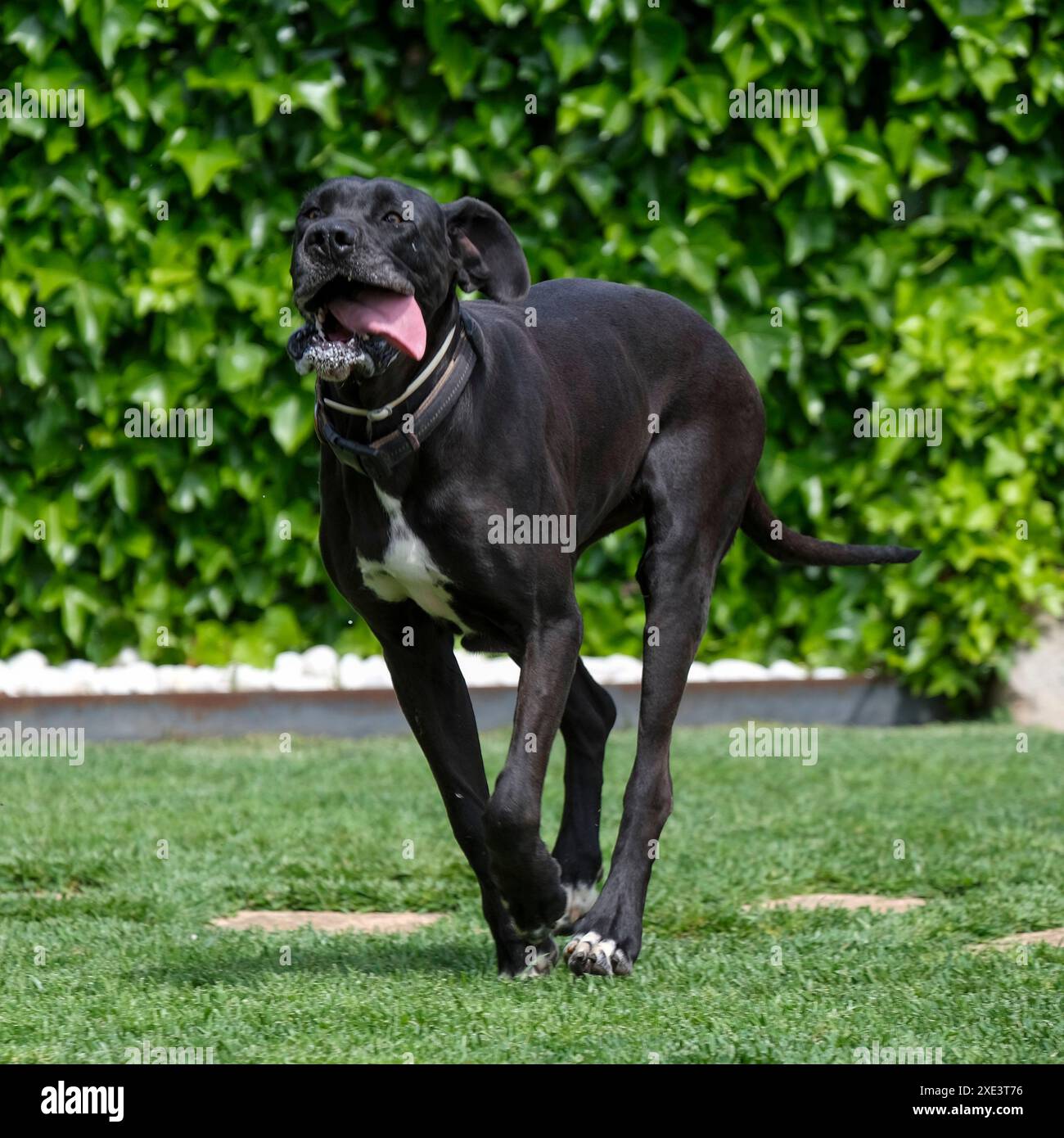 Guard dog large great dane hi-res stock photography and images - Alamy