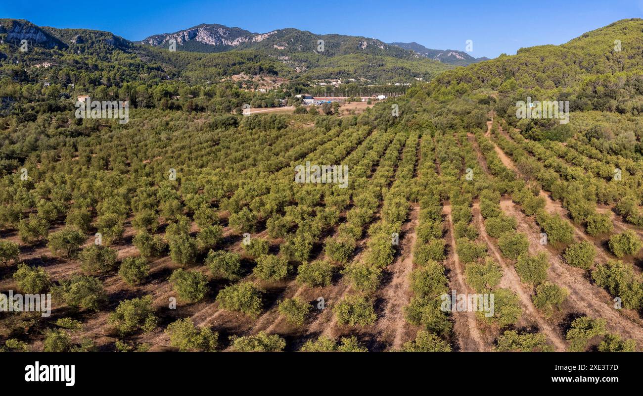 Aerial view olive tree hi-res stock photography and images - Alamy