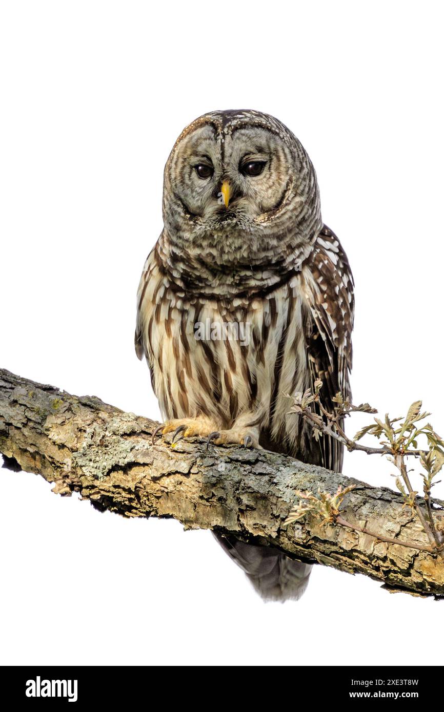 Wise owl on perch Cut Out Stock Images & Pictures - Alamy