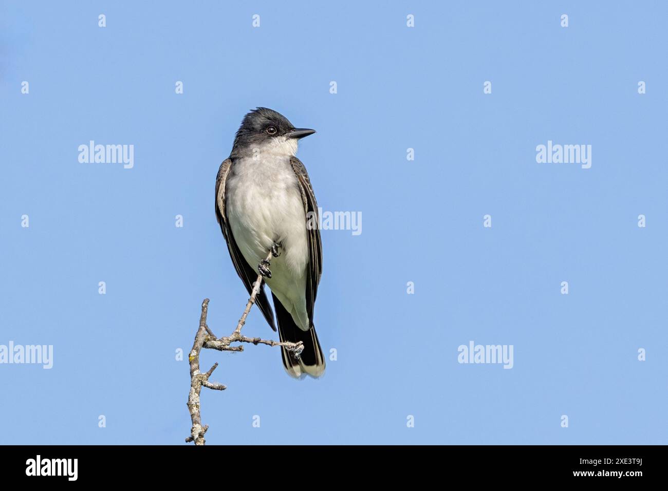 Broad shouldered bird hi-res stock photography and images - Alamy