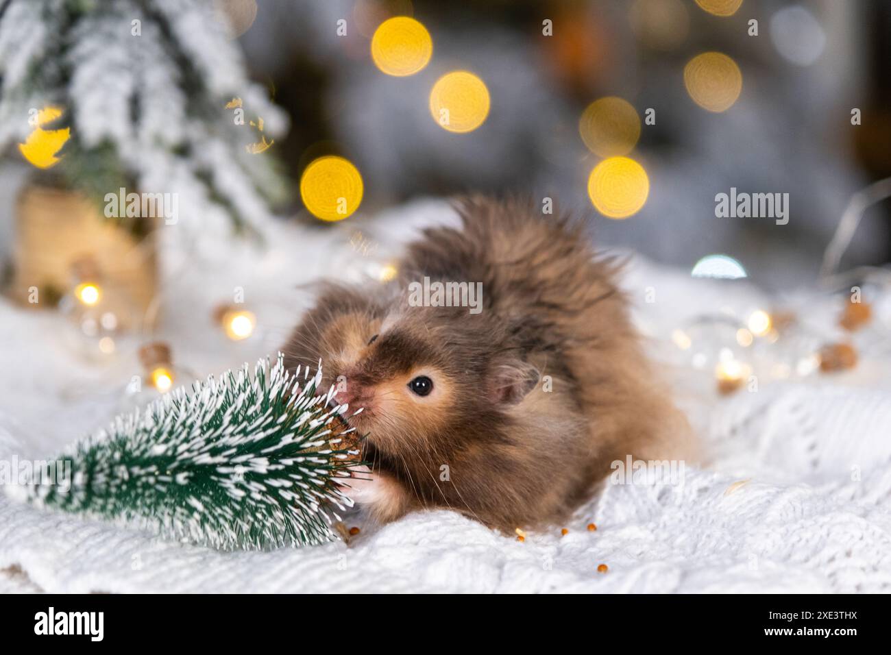 A funny shaggy fluffy hamster nibbles Gnawing on the Christmas tree on ...