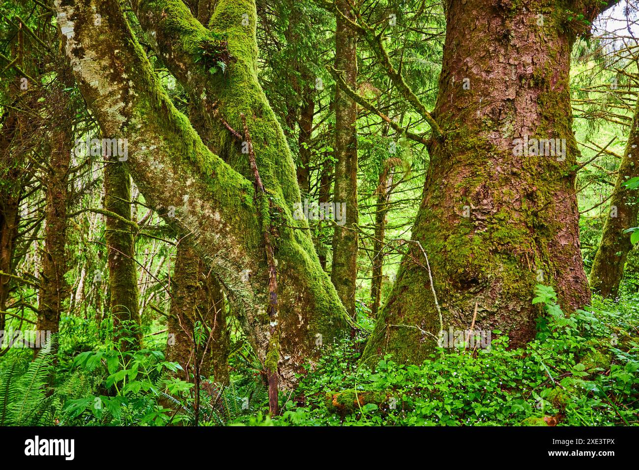 Dense untouched rainforest towering trees hi-res stock photography and ...