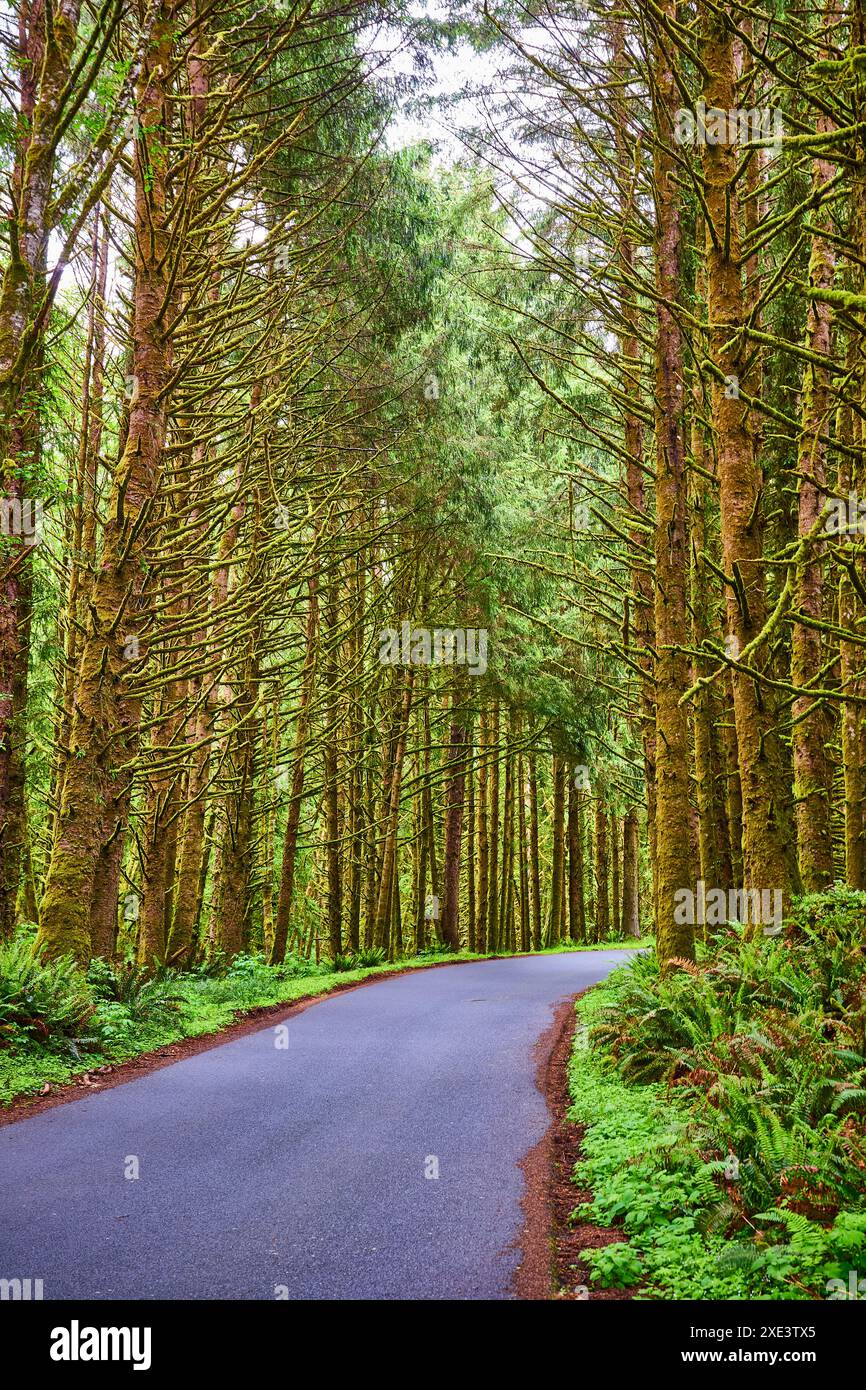 Lush Forest Road in Oregon with Soft Light Perspective Stock Photo - Alamy