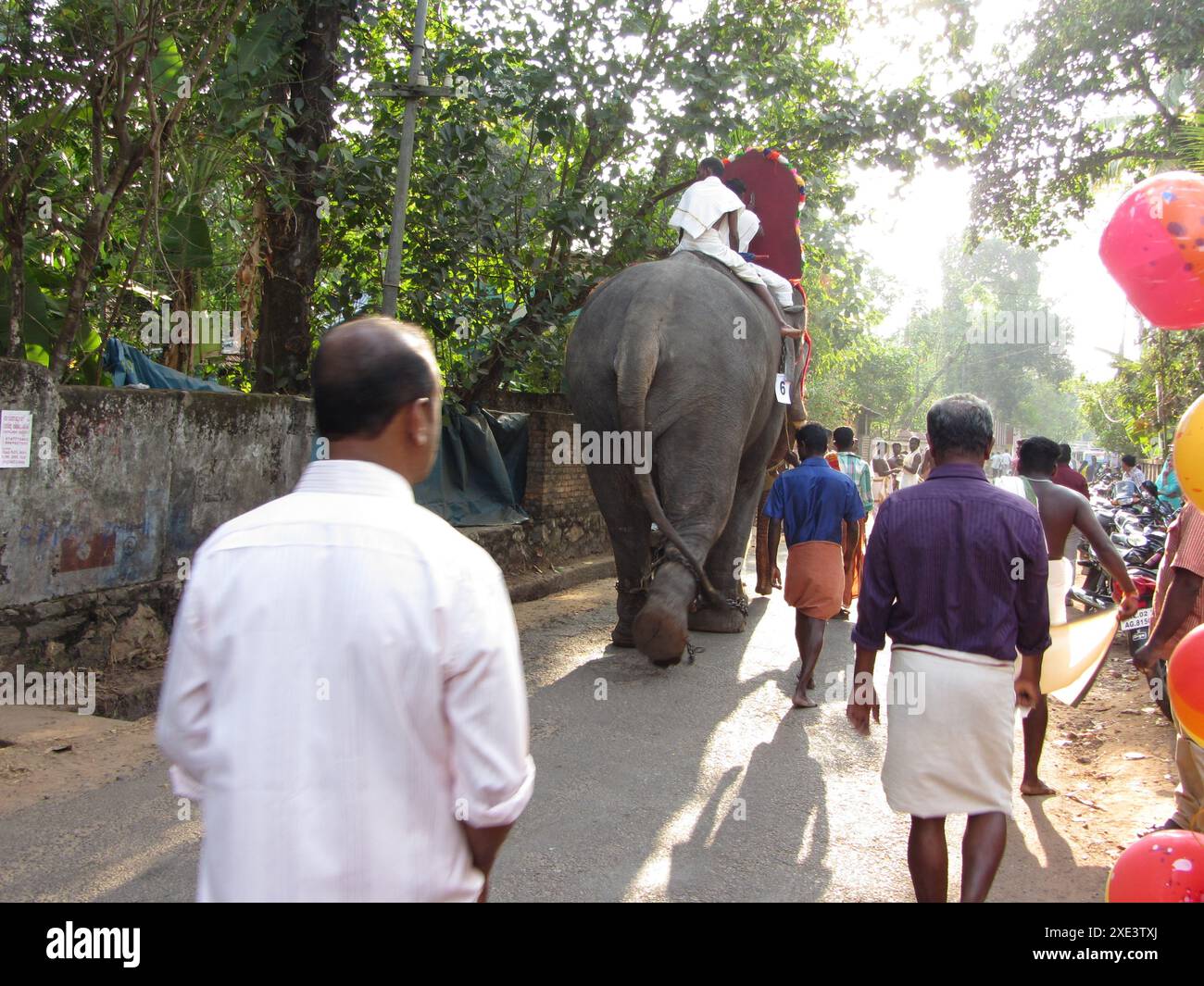 Indian elephant in a temple in India Stock Photo - Alamy