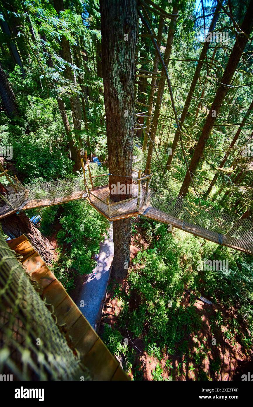 Aerial View of Elevated Walkway in Lush Redwood Forest Stock Photo - Alamy