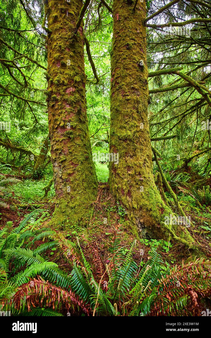 Moss-Covered Trees and Ferns in Dense Forest Under Overcast Sky Stock ...