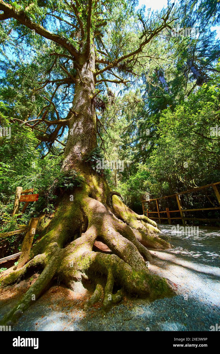 Canopy forest low angle moss hi-res stock photography and images - Alamy